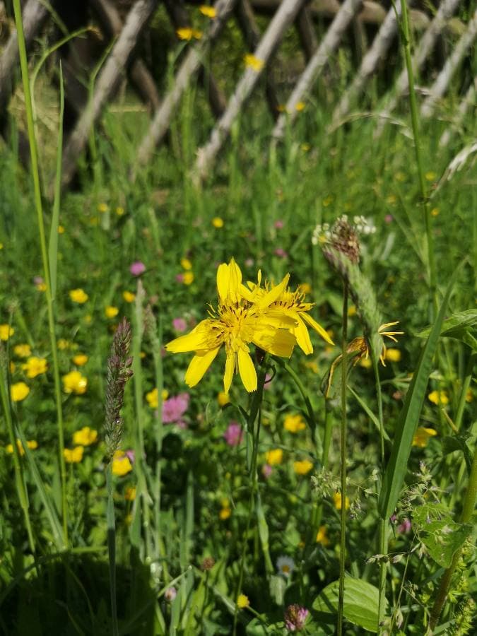 KOZJA BRADA - najokusnejša travniška rastlina!